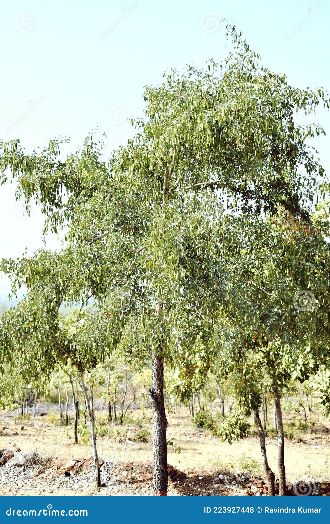 Snap of a tree stock photo. Image of clicked, closeup - 223927448