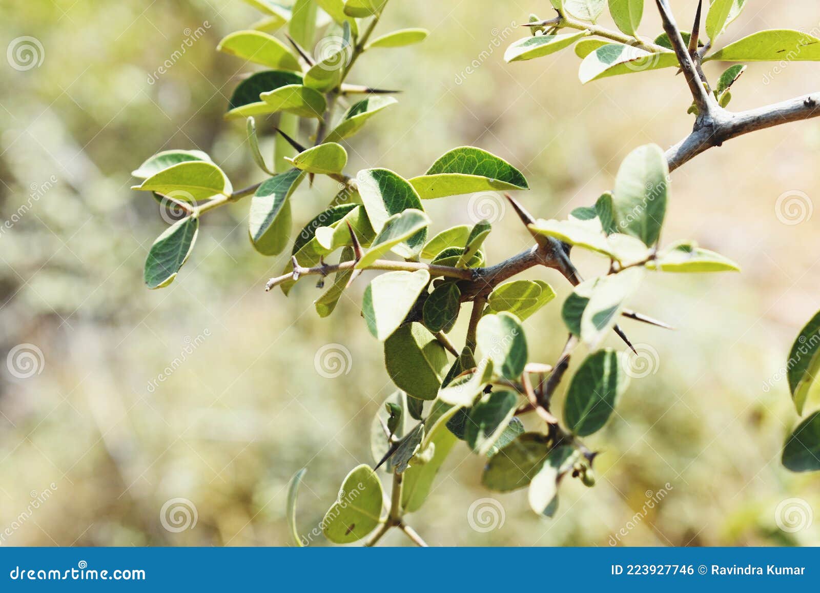 Snap of a tree stock photo. Image of forest, tree, green - 223927746
