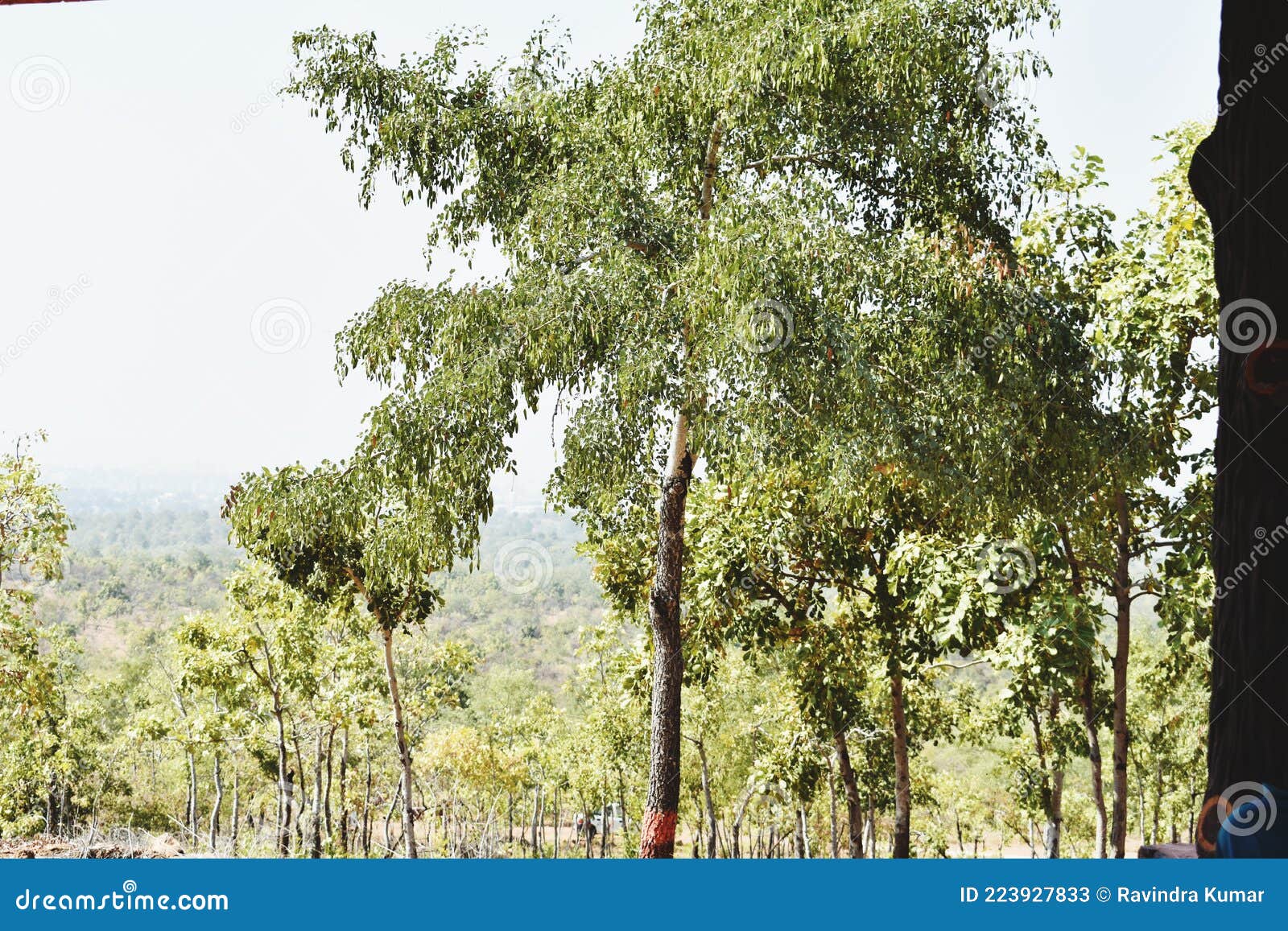 Snap of a tree stock image. Image of green, outdoor - 223927833