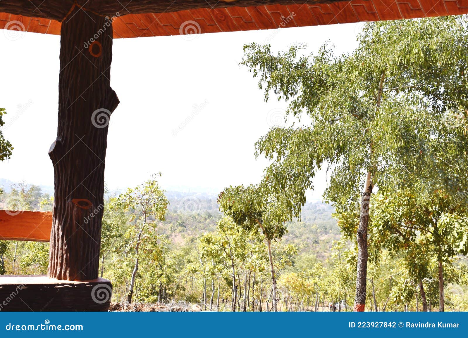 Snap of a tree stock photo. Image of outdoor, time, clicked - 223927842