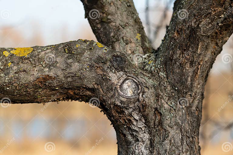 Closeup of Tree Fork with Thick Branches Stock Image - Image of growing ...