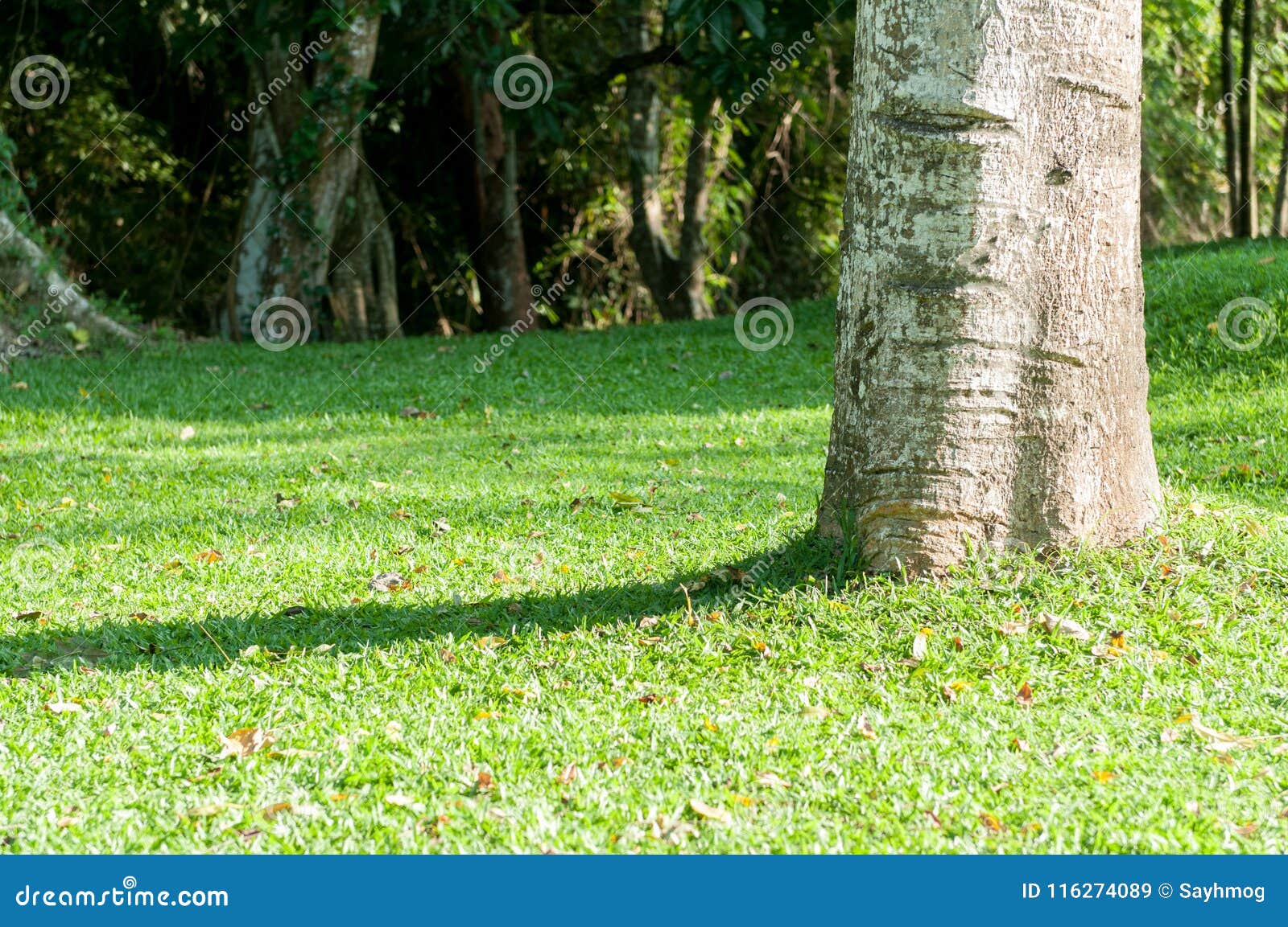 Closeup of tree in garden stock image. Image of leaf - 116274089