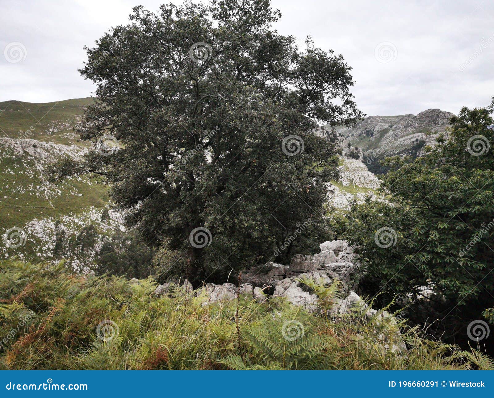 Closeup of a Tree Growing on the Hill Stock Image - Image of tree ...