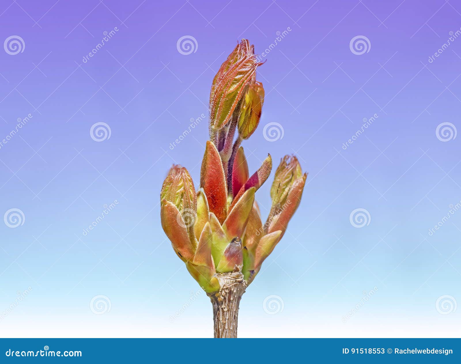Closeup of Tree Leaf Buds Clustered on the End of a Branch Stock Image ...