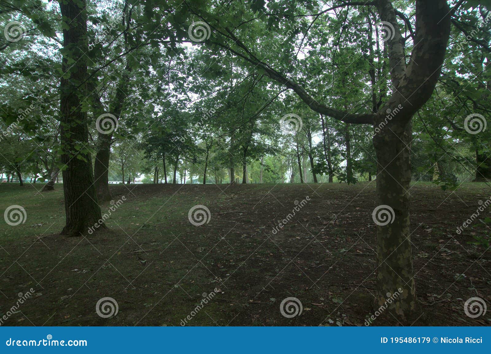 Closeup of a Tree that Makes a Canopy with Its Branches Stock Image ...