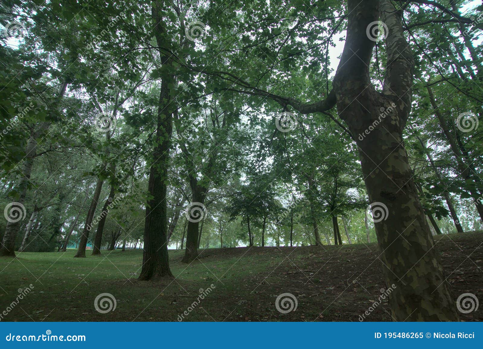 Closeup of a Tree that Makes a Canopy with Its Branches Stock Image ...