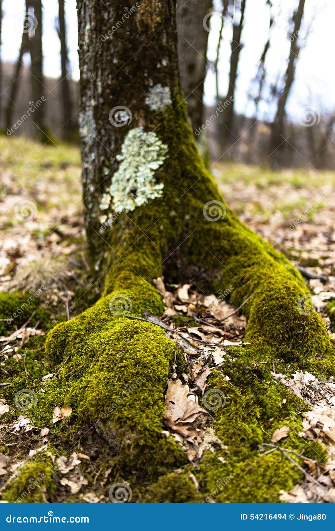 Closeup Tree Moss Roots Stock Images - Download 1,002 Royalty Free Photos