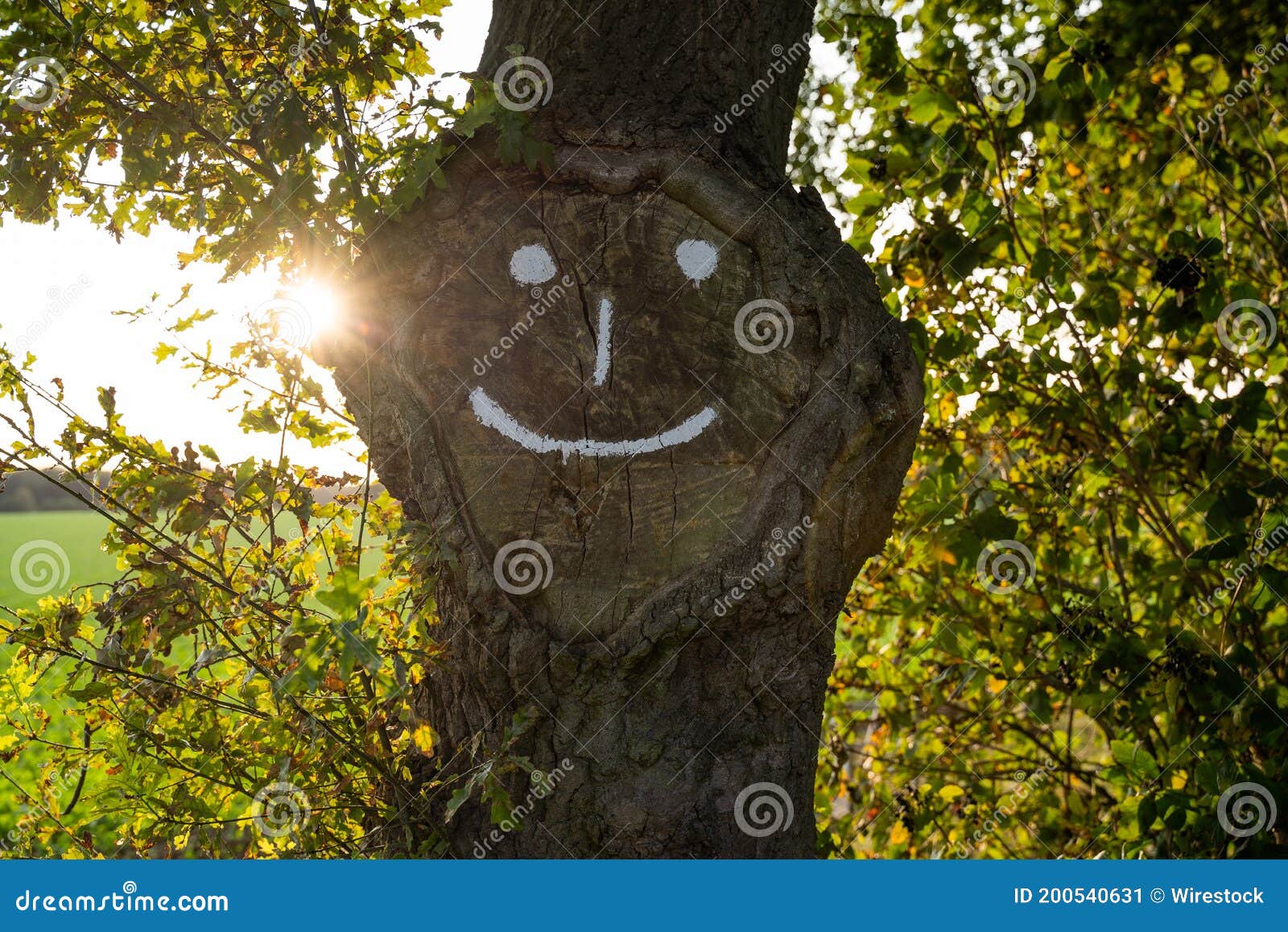 Closeup of a Tree with a Painted Smiley Face on it Stock Image - Image ...