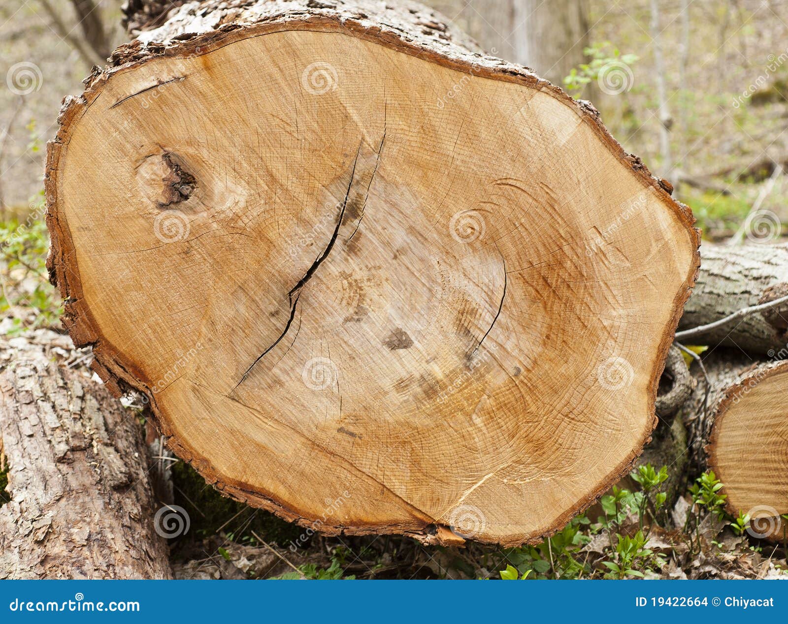 Closeup of Tree Rings on a Log Stock Photo - Image of background, macro ...