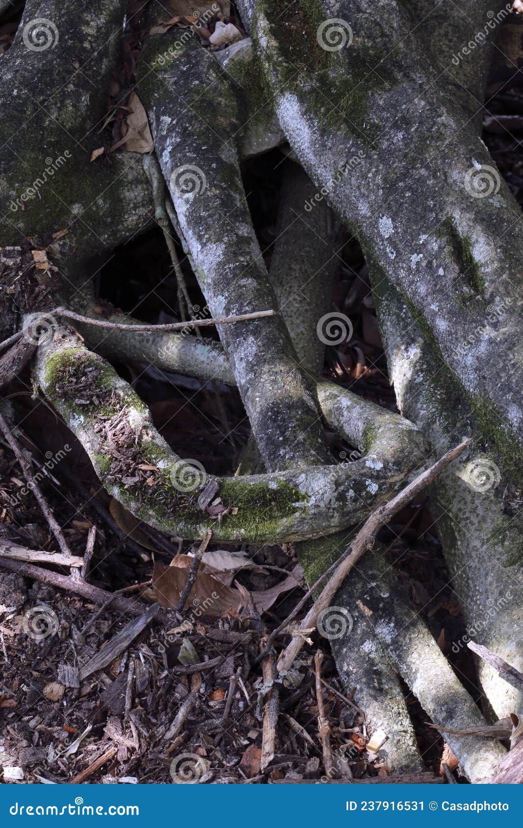 Closeup of tree roots stock image. Image of arrangement - 237916531