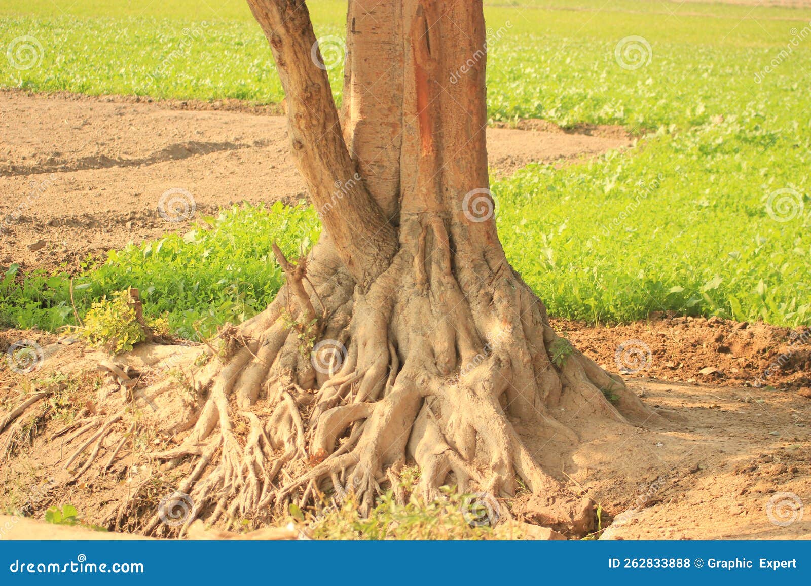 Closeup of Tree Roots with Green Fields Backsides Stock Photo - Image ...