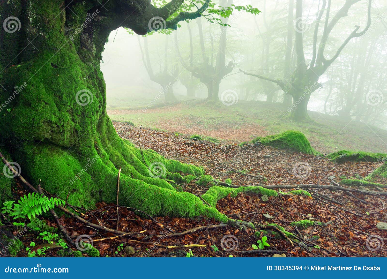 Closeup of Tree Roots with Moss on Forest Stock Photo - Image of hazy ...
