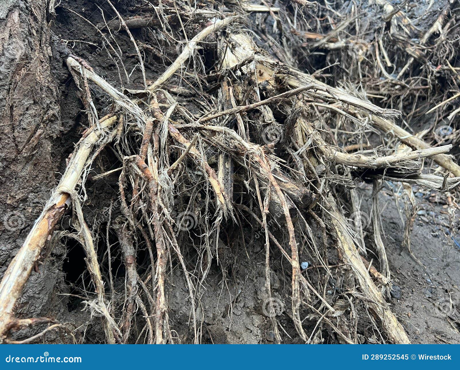 Closeup of Tree Roots in the Mud Stock Image - Image of tree, ground ...