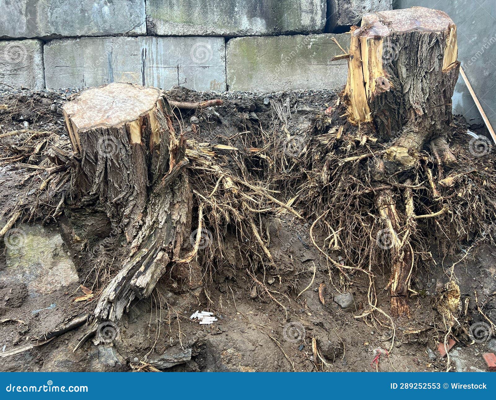Closeup of Tree Roots in the Mud Stock Image - Image of surface, growth ...