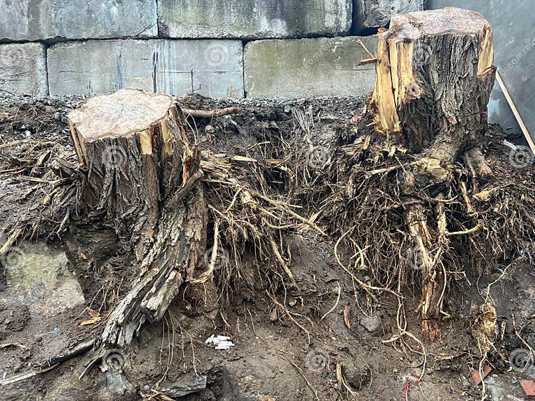 Closeup of Tree Roots in the Mud Stock Image - Image of surface, growth ...
