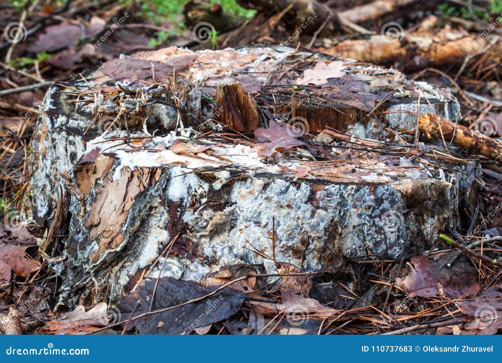 Closeup of a tree stump stock image. Image of closeup - 110737683