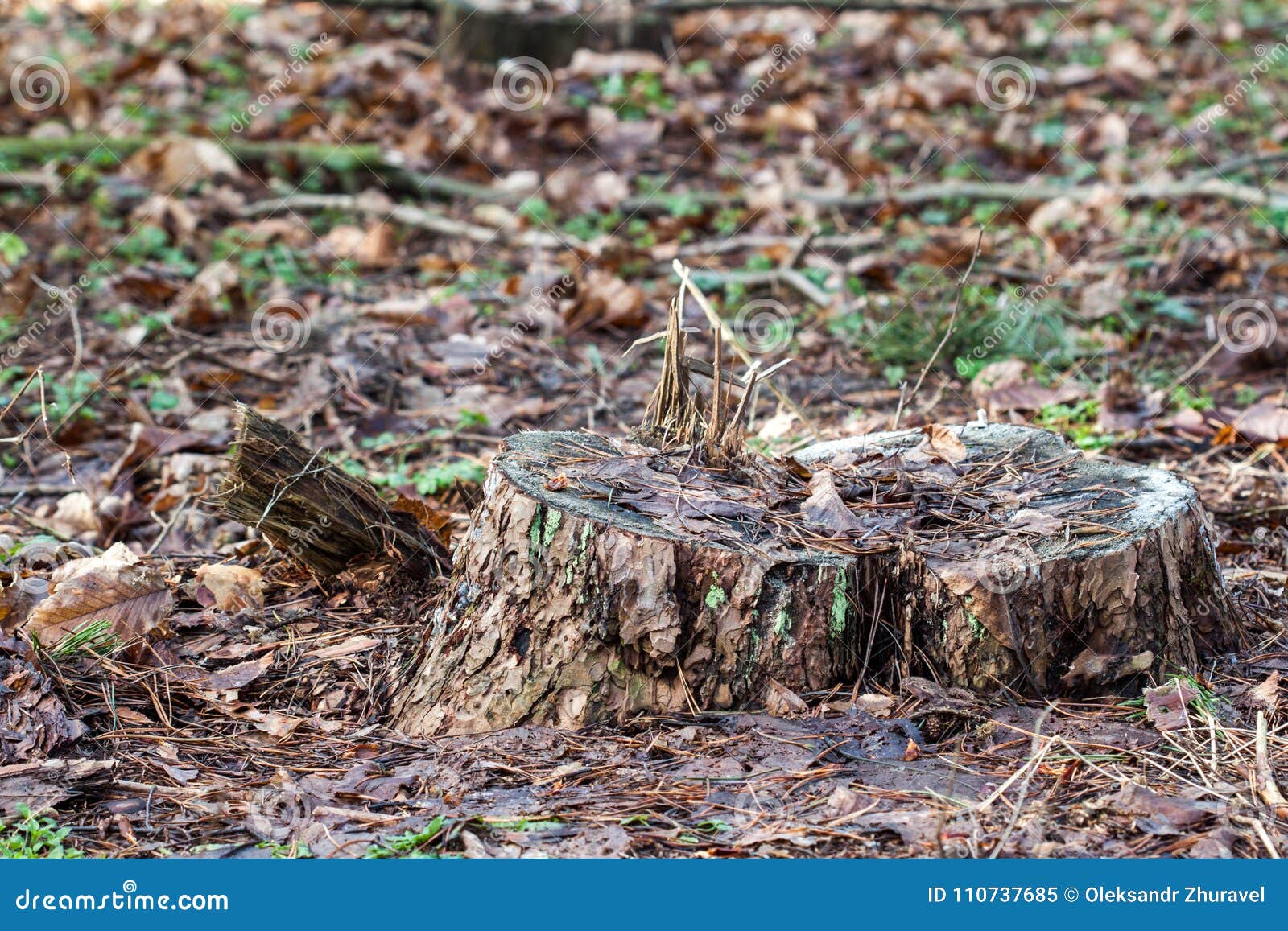 Closeup of a tree stump stock image. Image of fallen - 110737685