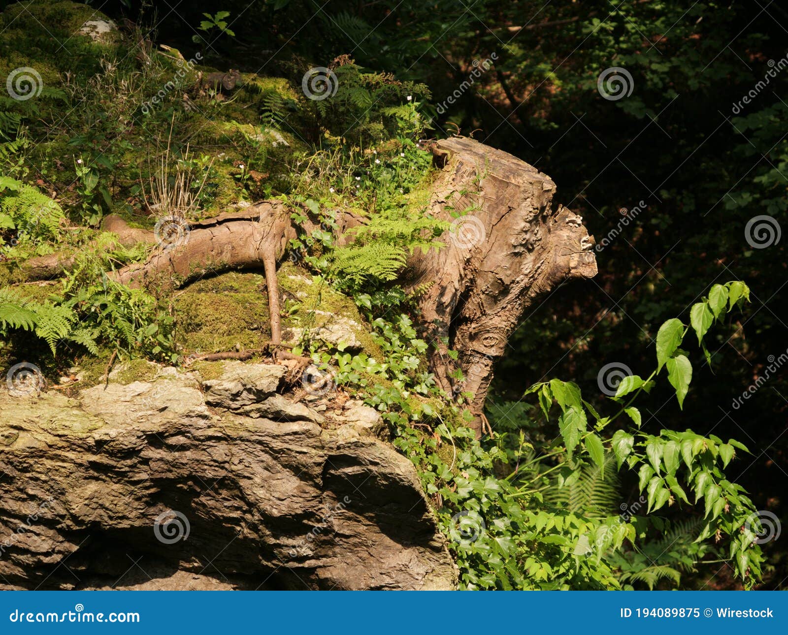 Closeup of a Tree Stump on a Rock Surrounded by Green Nature in a ...