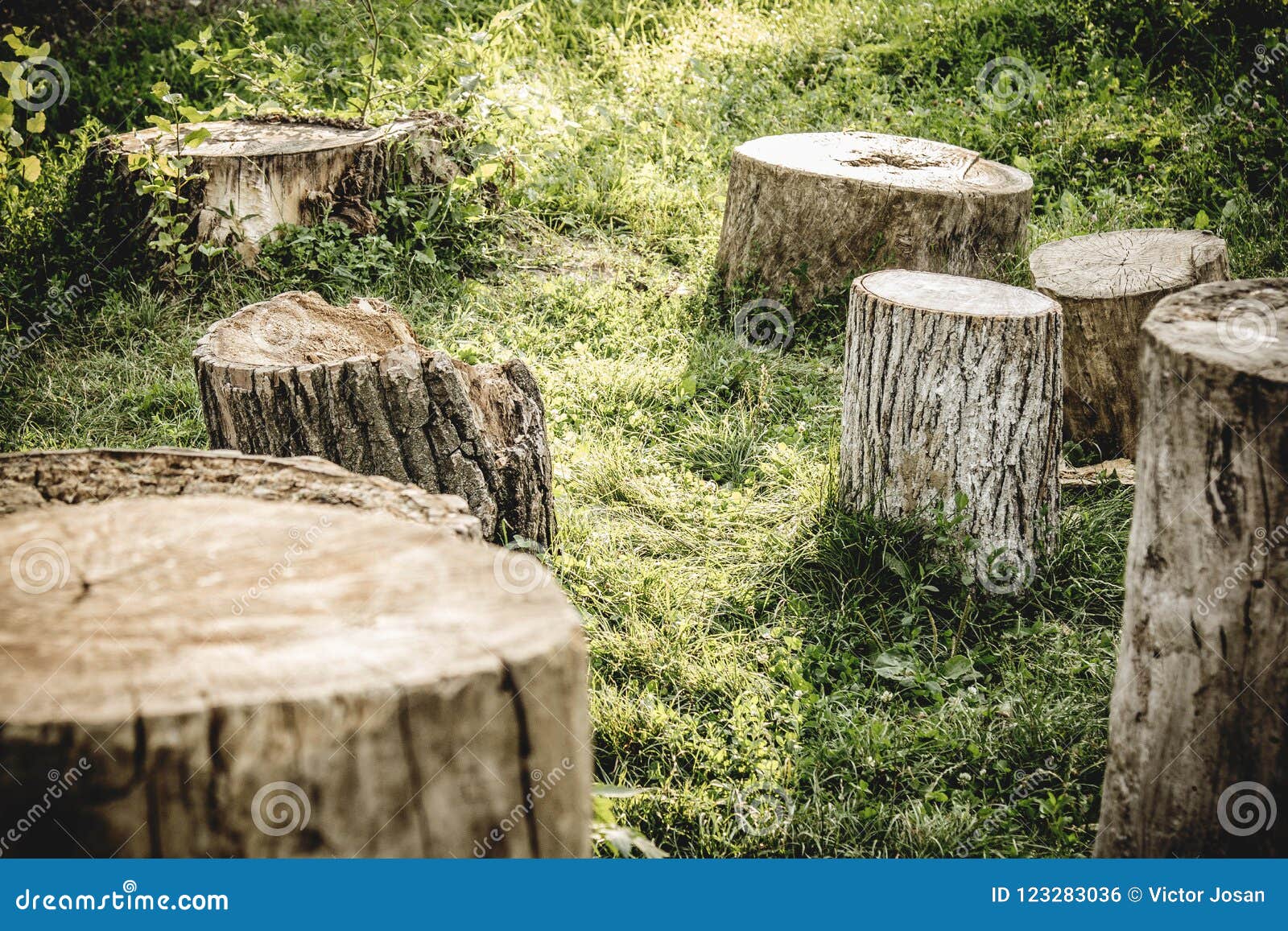 Closeup Tree Stumps among a Forest, High Resolution Stock Photo - Image ...