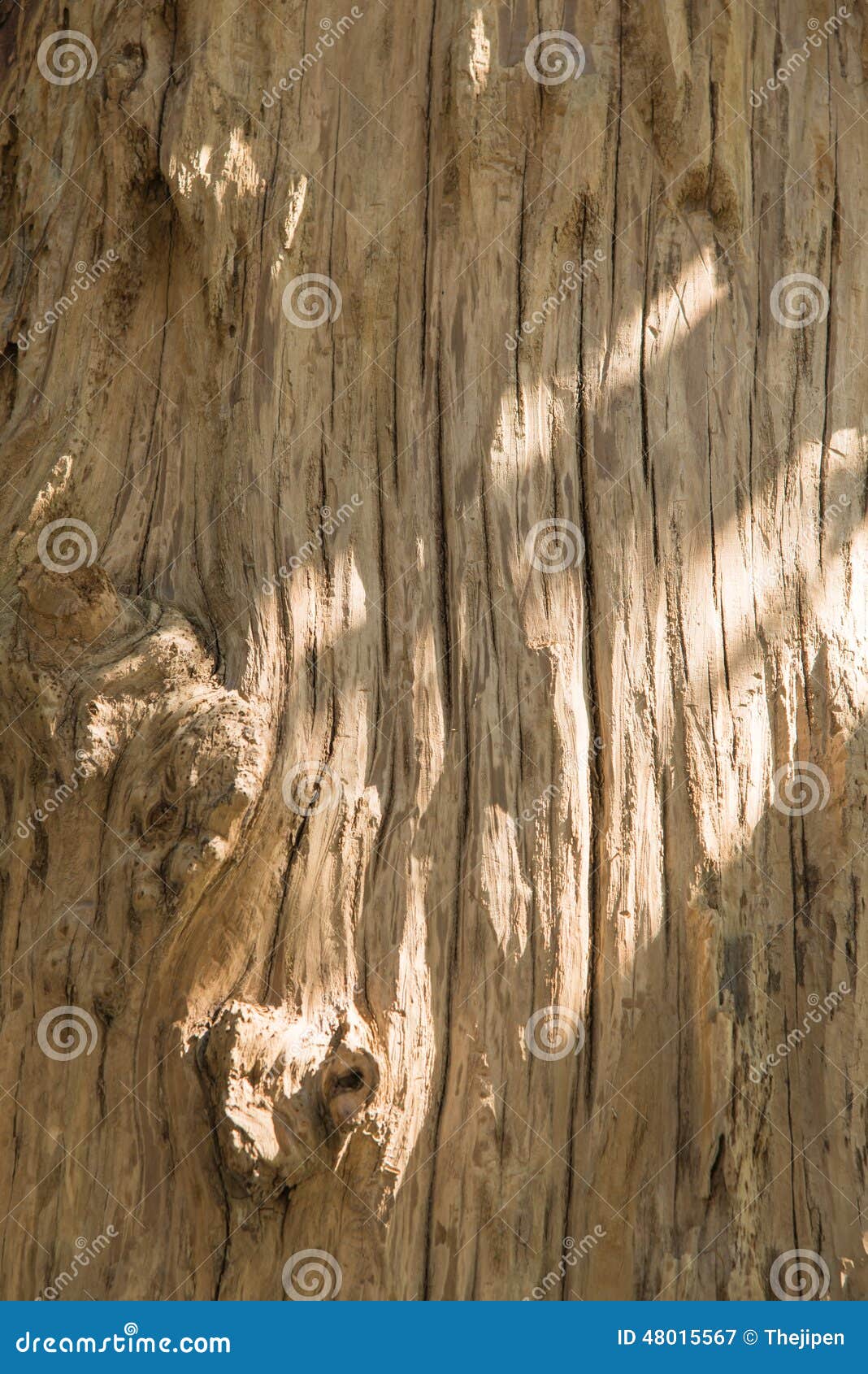 Closeup of tree surface stock image. Image of textured - 48015567