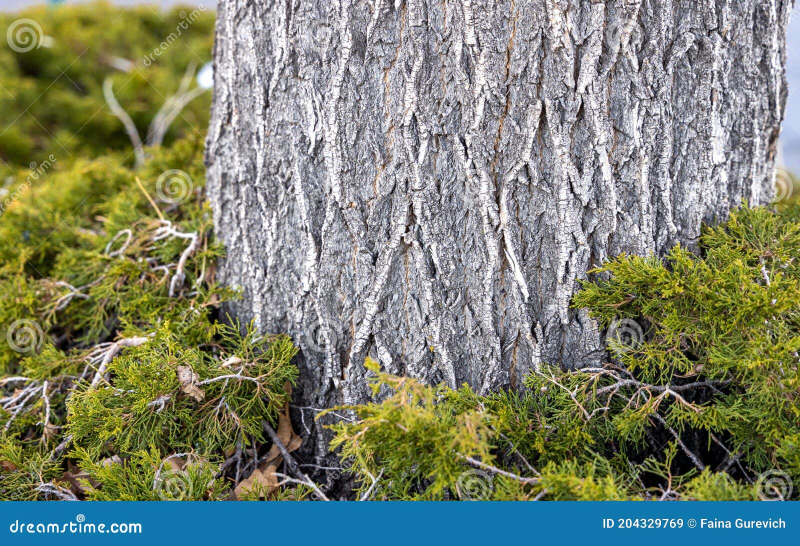 Closeup of a Tree Trunk Growing from Cypress Cedar Thicket Stock Image ...