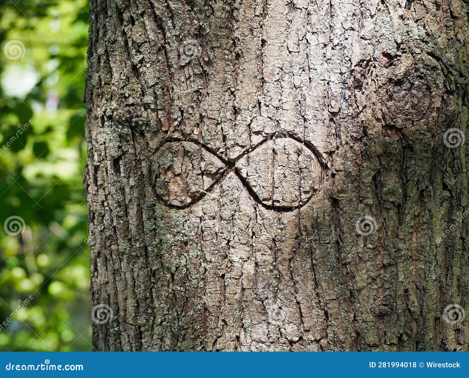 Closeup of a Tree Trunk with the Infinity Symbol Carved into the Bark ...