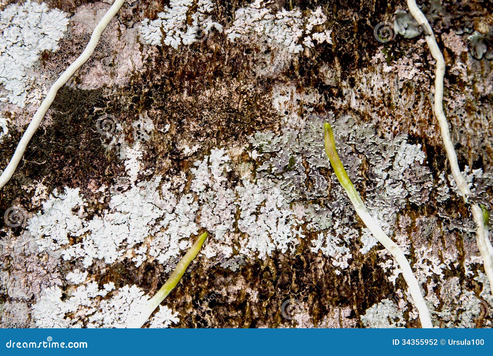 Closeup of a Tree Trunk with Lichens Stock Photo - Image of roots ...