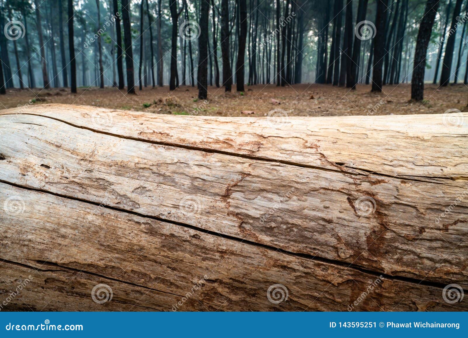 Closeup of Tree Trunk Lying Horizontally on the Ground in the Pine Tree ...