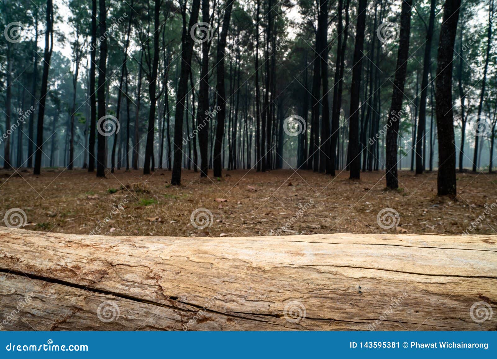 Closeup of Tree Trunk Lying Horizontally on the Ground in the Pine Tree ...