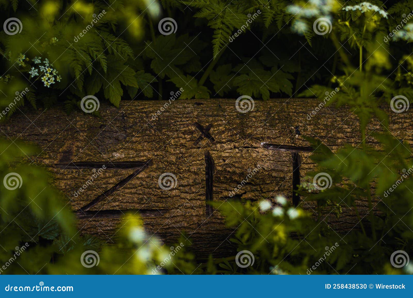 Closeup of a Tree Trunk with Scratched Letters Editorial Image - Image ...