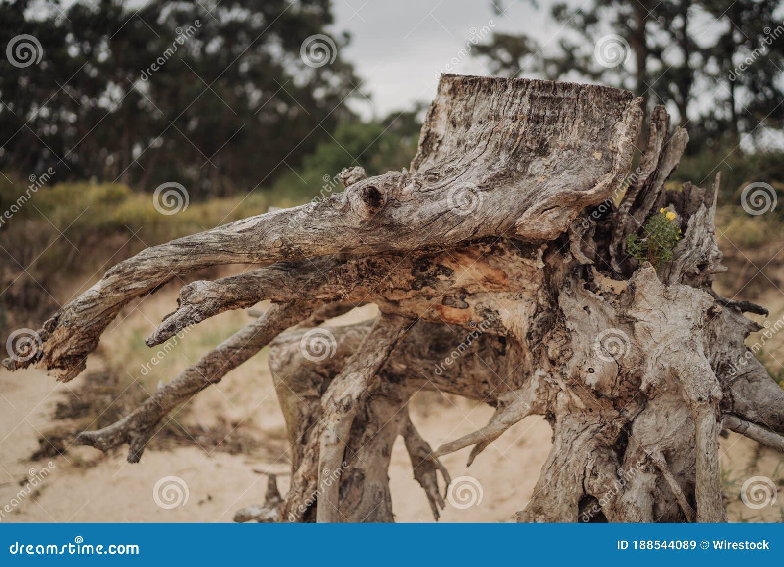 Closeup of a Tree Trunk Under the Sunlight Stock Image - Image of bush ...