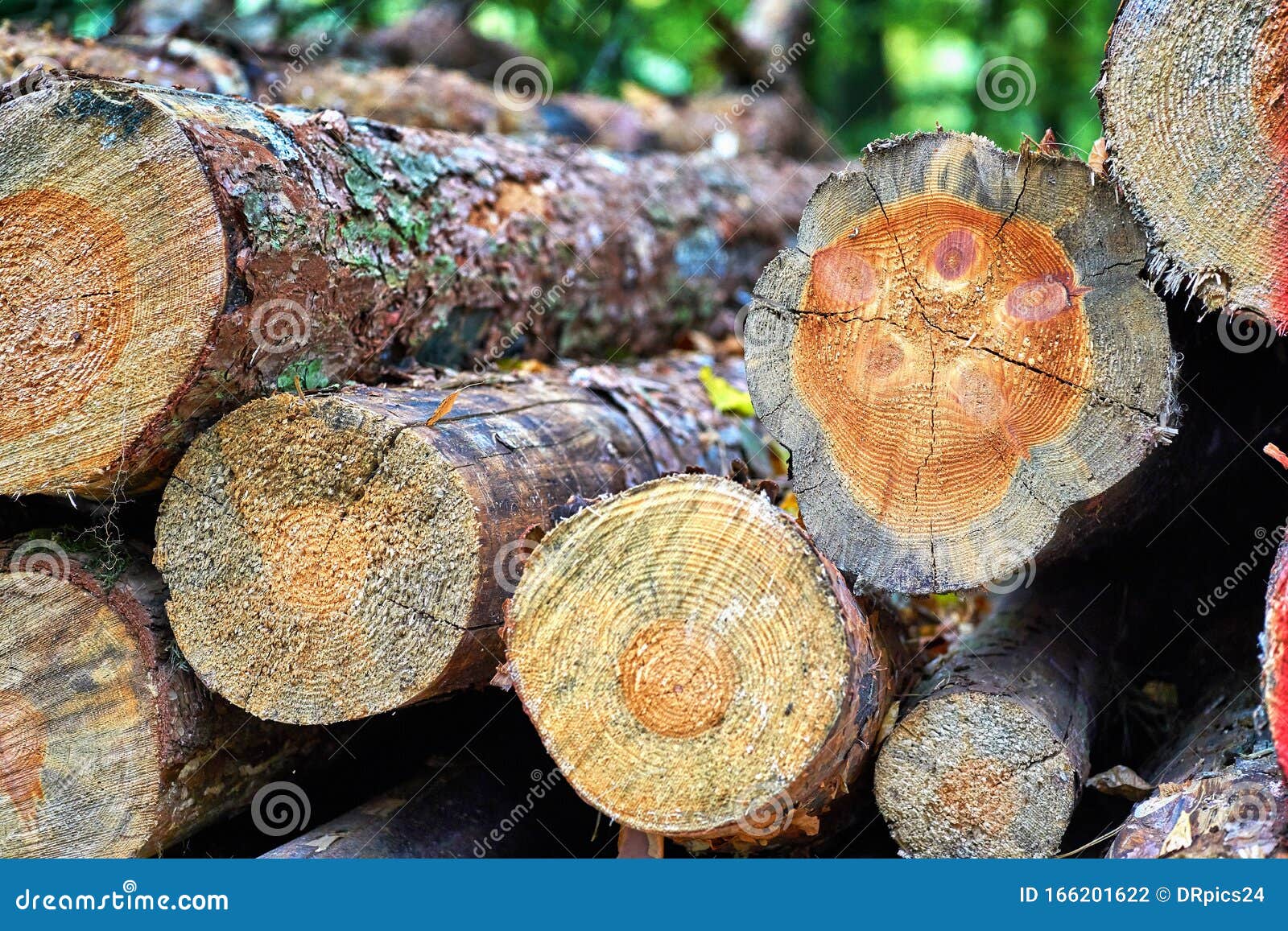 Closeup of Tree Trunks in the Forest. Nature Background Stock Photo ...