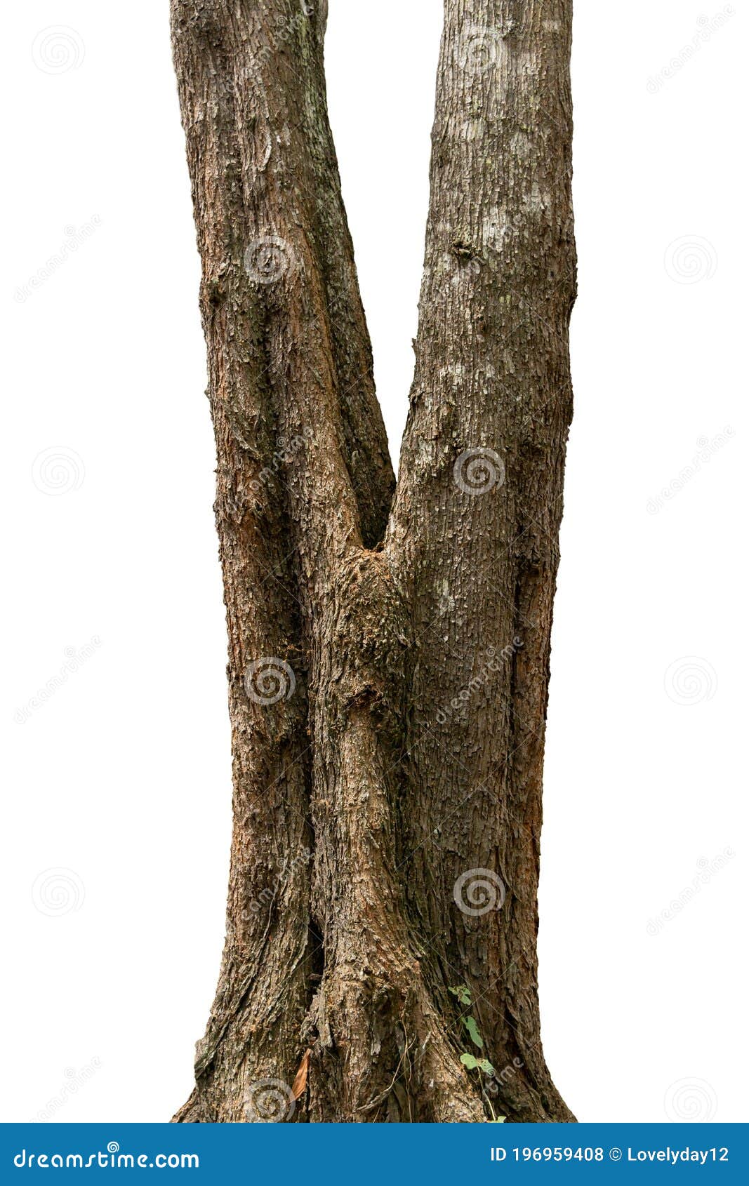 Closeup Of A Tree Showing Off Its Pinnately Compound Leaves Royalty ...