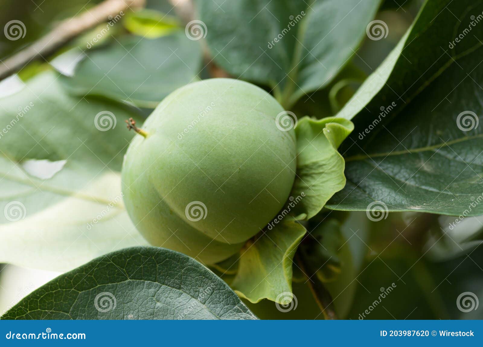 Closeup of a Tree with Unripe Persimmons Stock Photo - Image of fruit ...