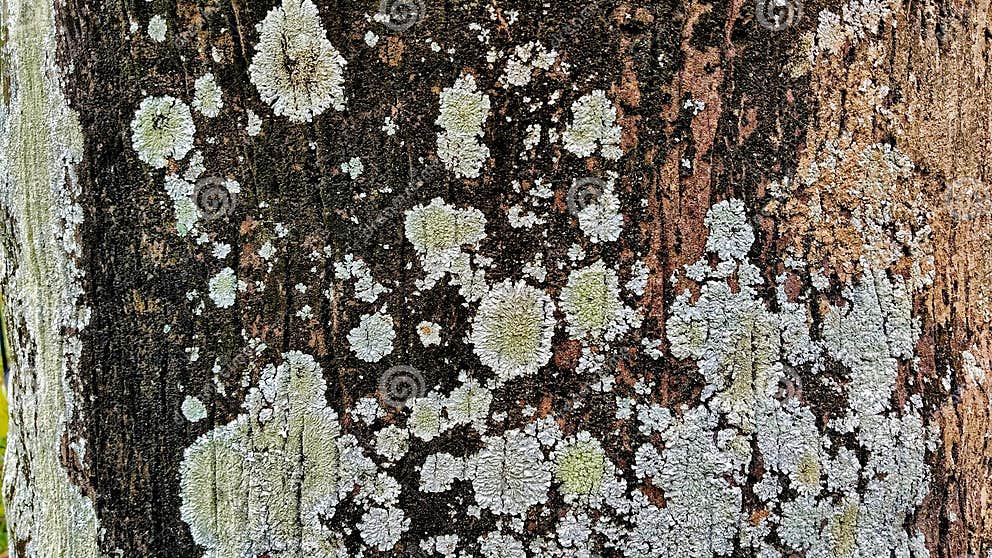 Closeup of Tree with White Spots Stock Photo - Image of tree, spots ...