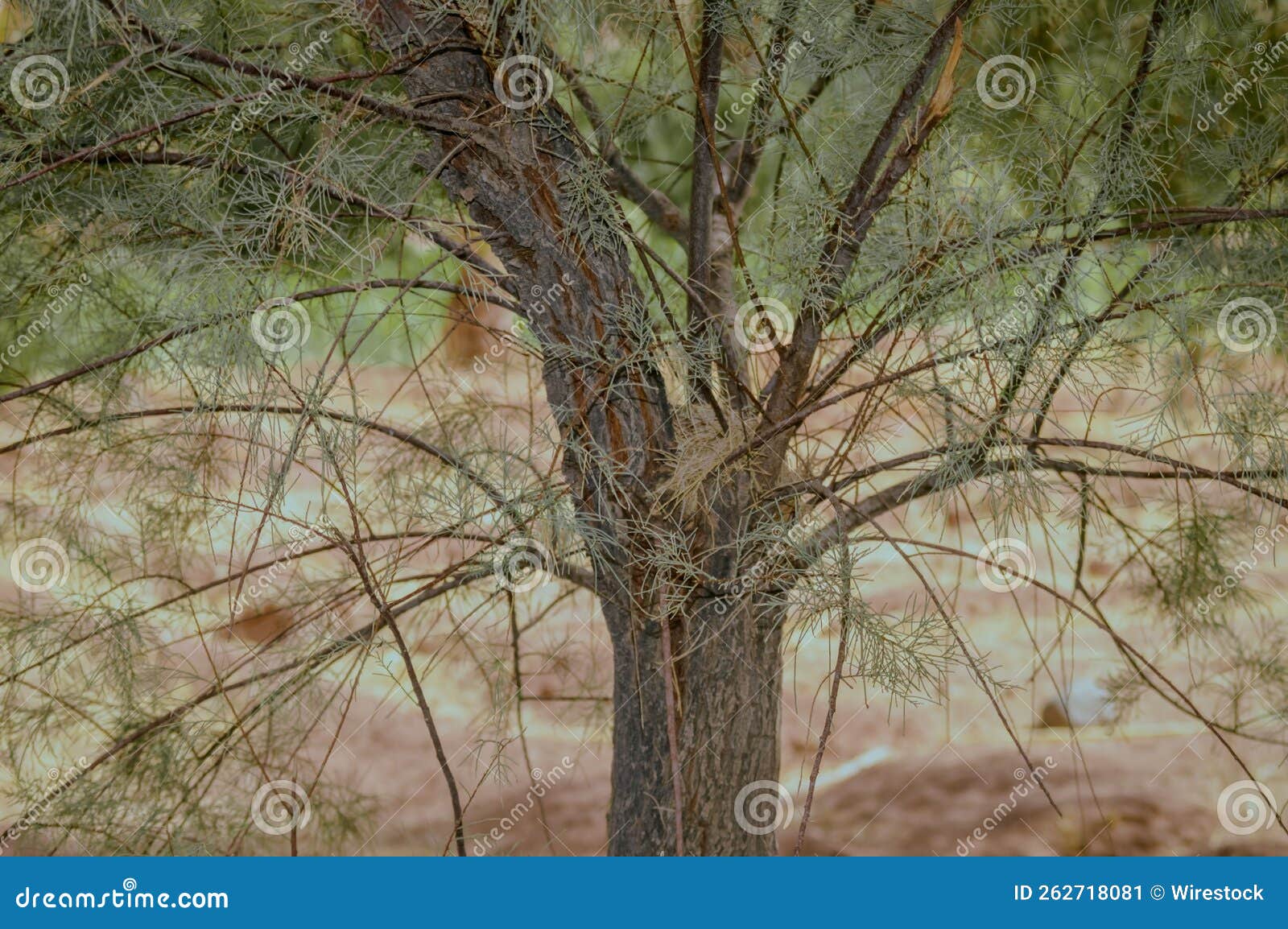 Closeup of a Tree with Wispy Leaves Stock Image - Image of summer ...