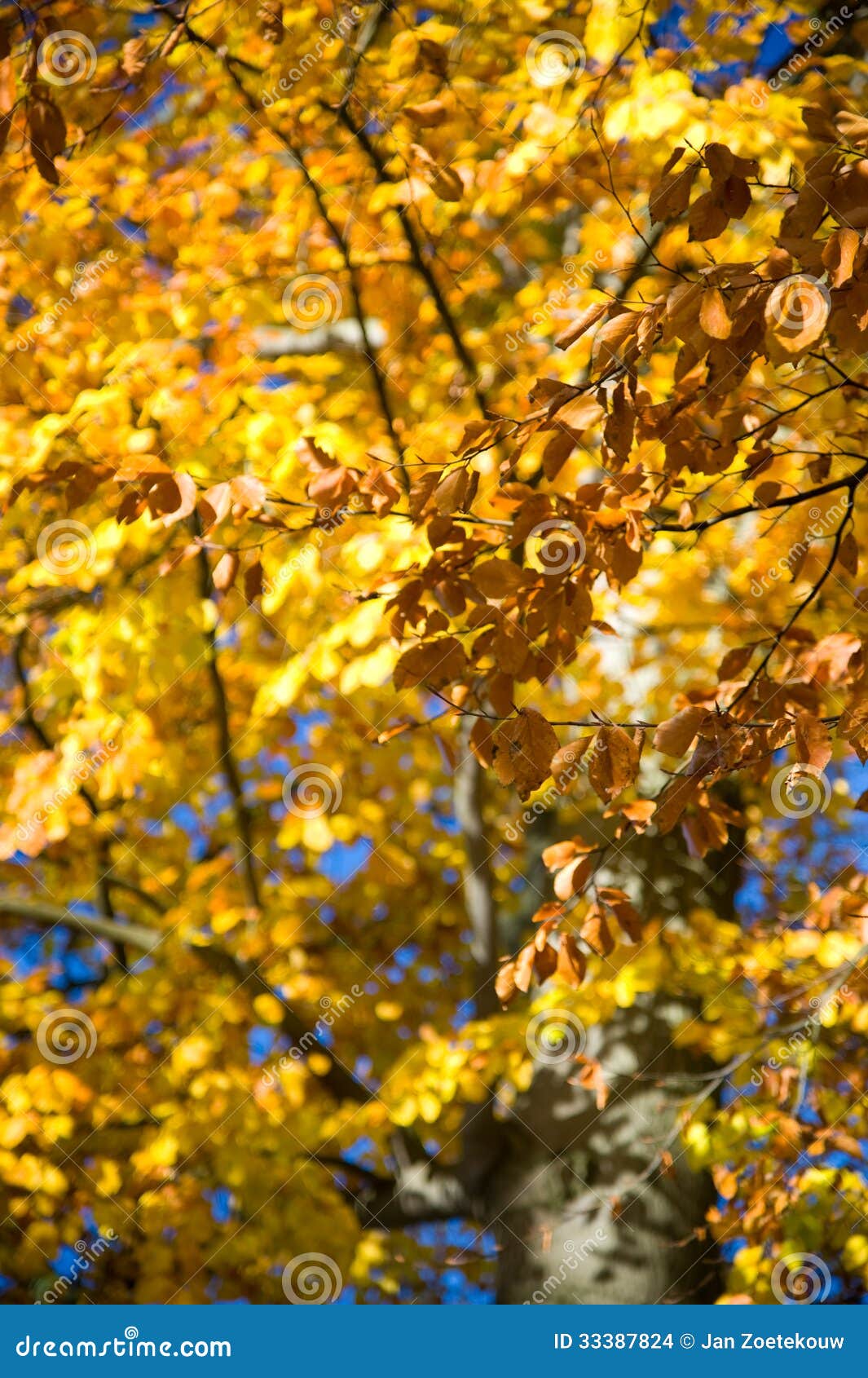 Closeup of Tree with Yellow Autumn Colors Stock Photo - Image of clear ...