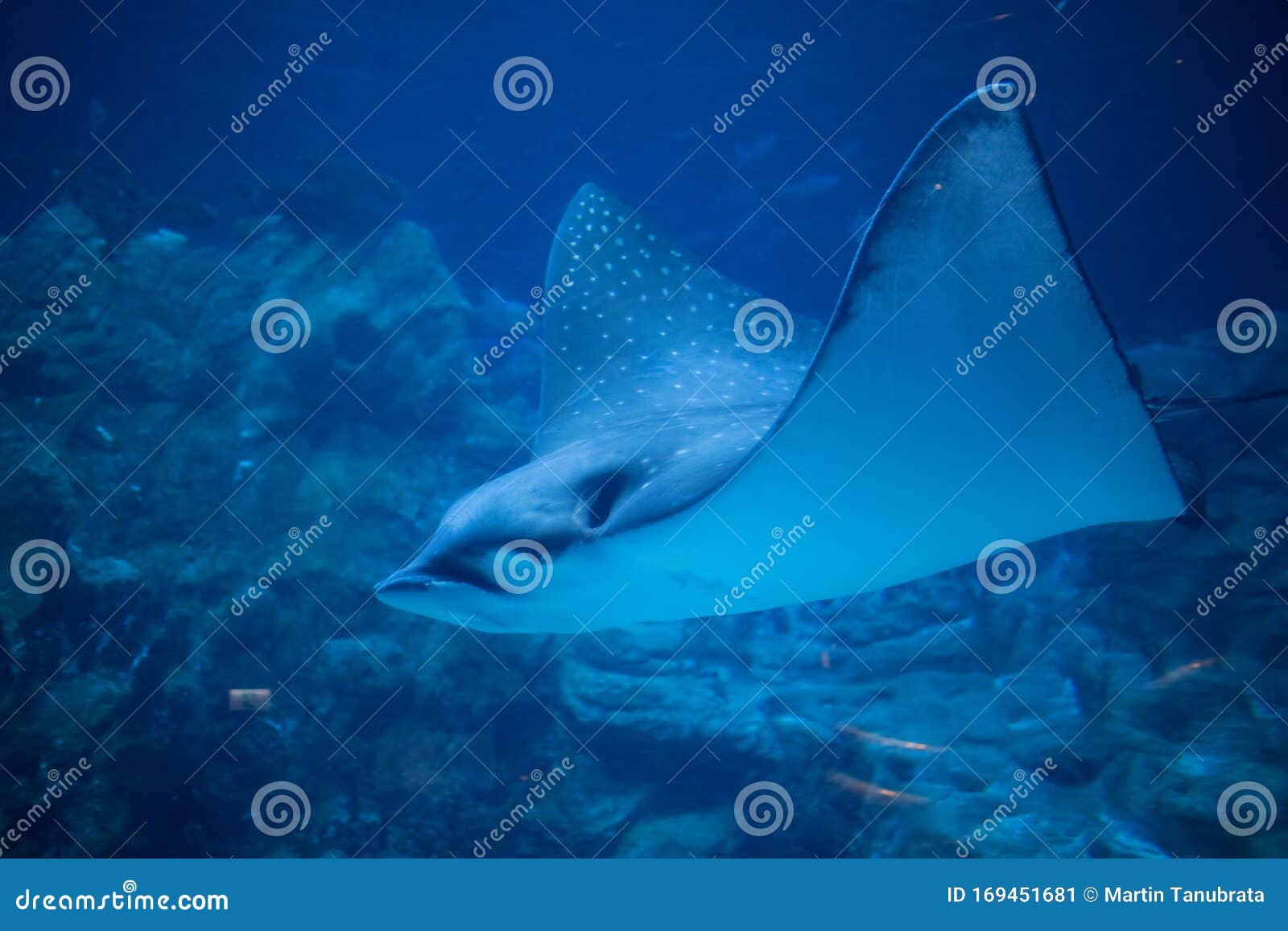 Manta ray fish stock image. Image of background, floor - 169451681