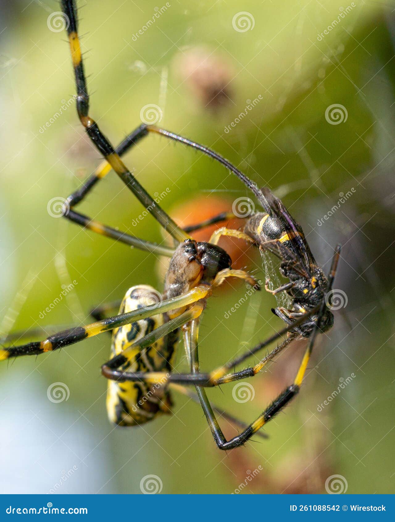 Closeup Of A Trichonephila Clavata Spider Catching A Bee Stock Photo ...