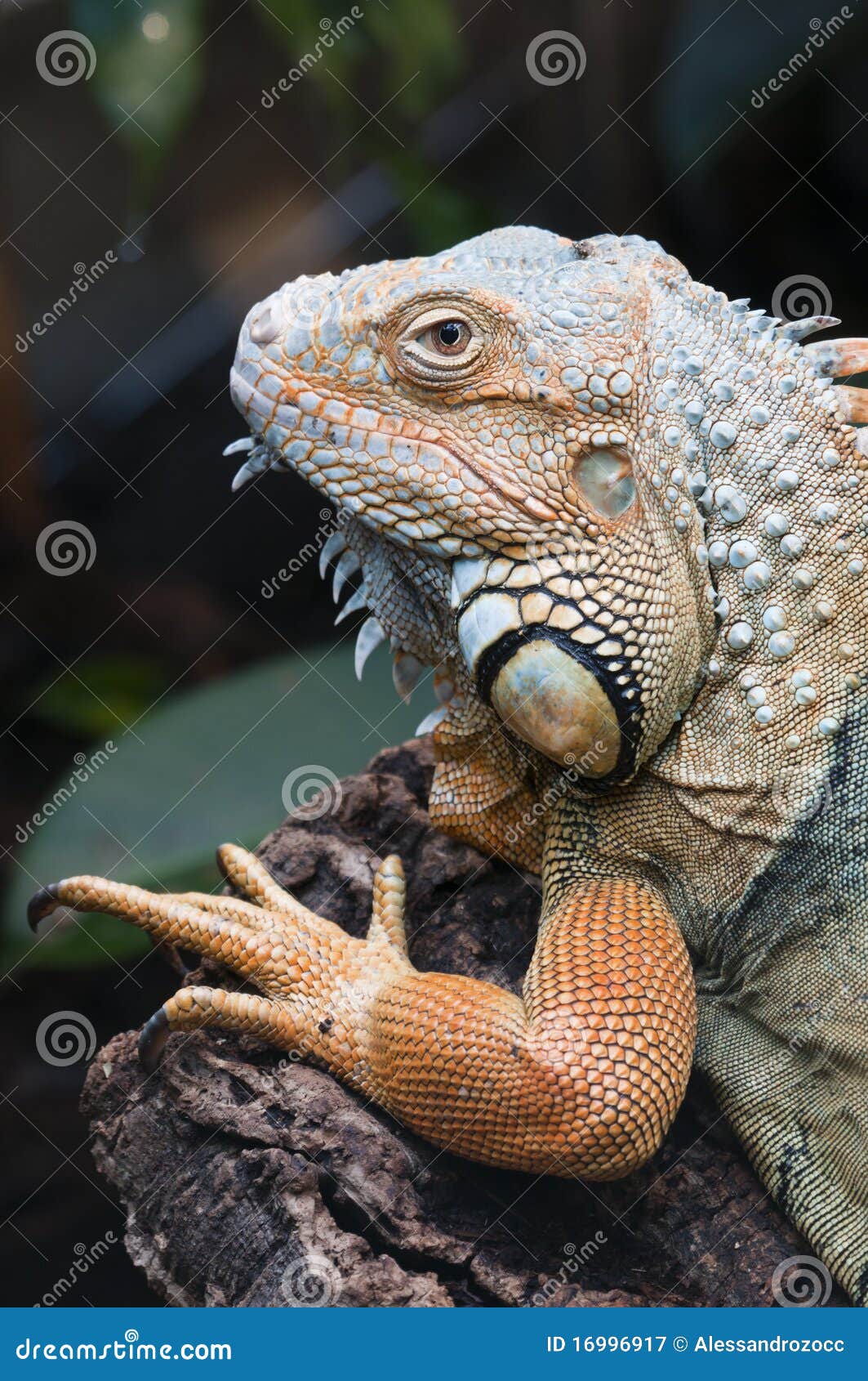 Closeup of a Tropical Colorful Iguana Stock Image - Image of lizard ...