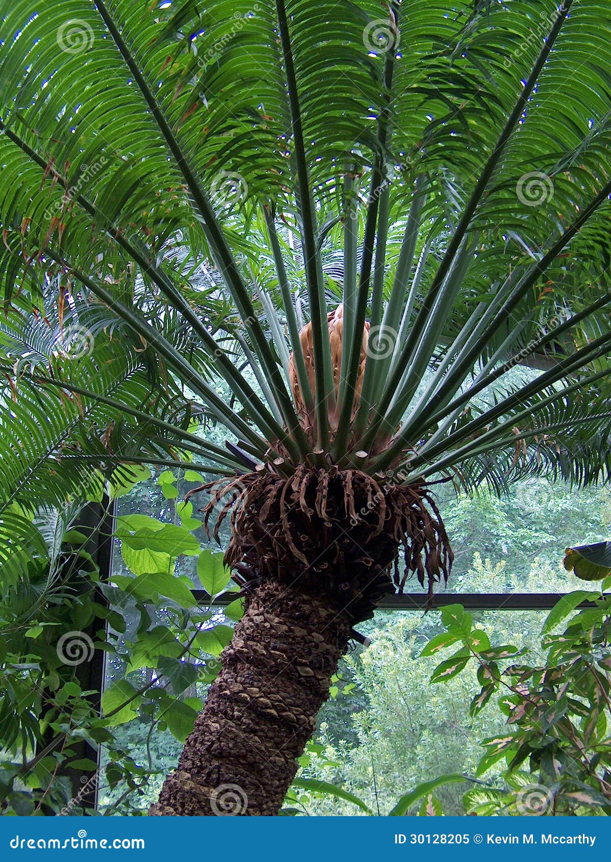 Tropical Palm Tree in Lush Environment Stock Image - Image of closeup ...