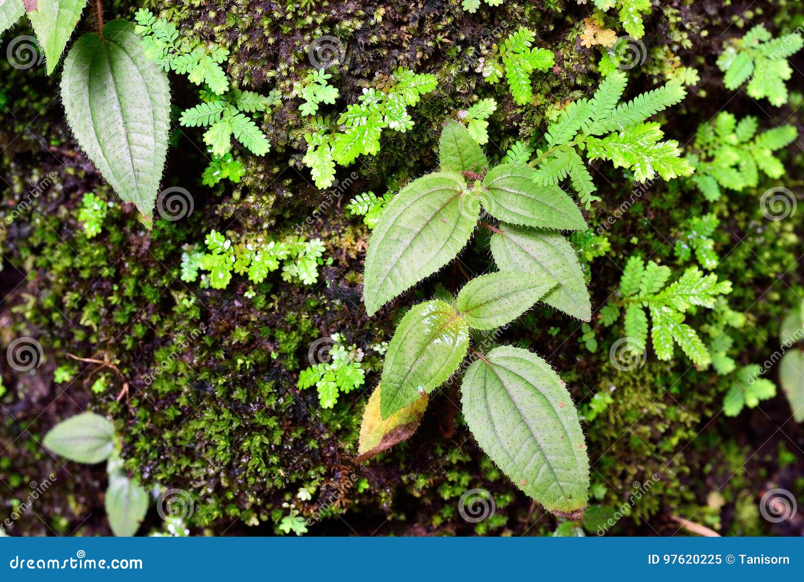 Closeup of Tropical Rainforest Ground Stock Image - Image of asia ...