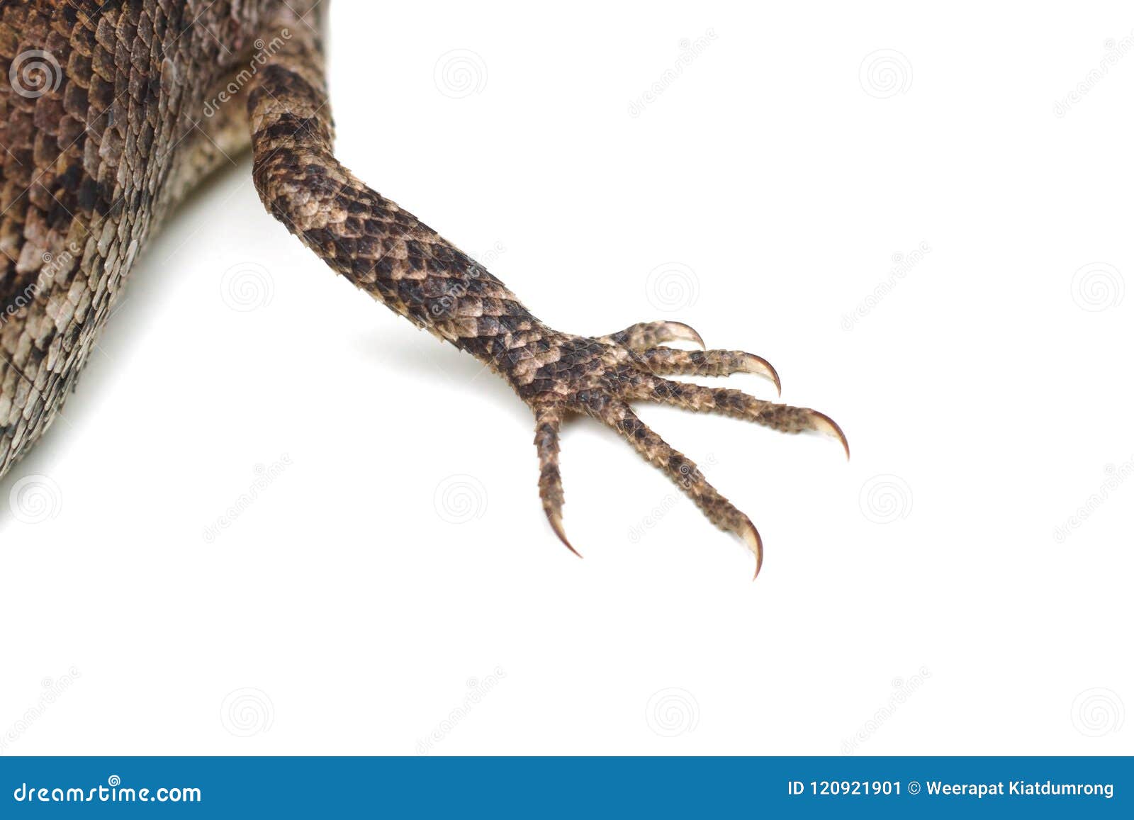 A Tropical Tree Lizard`s Claw Stock Image - Image of natural, isolated ...