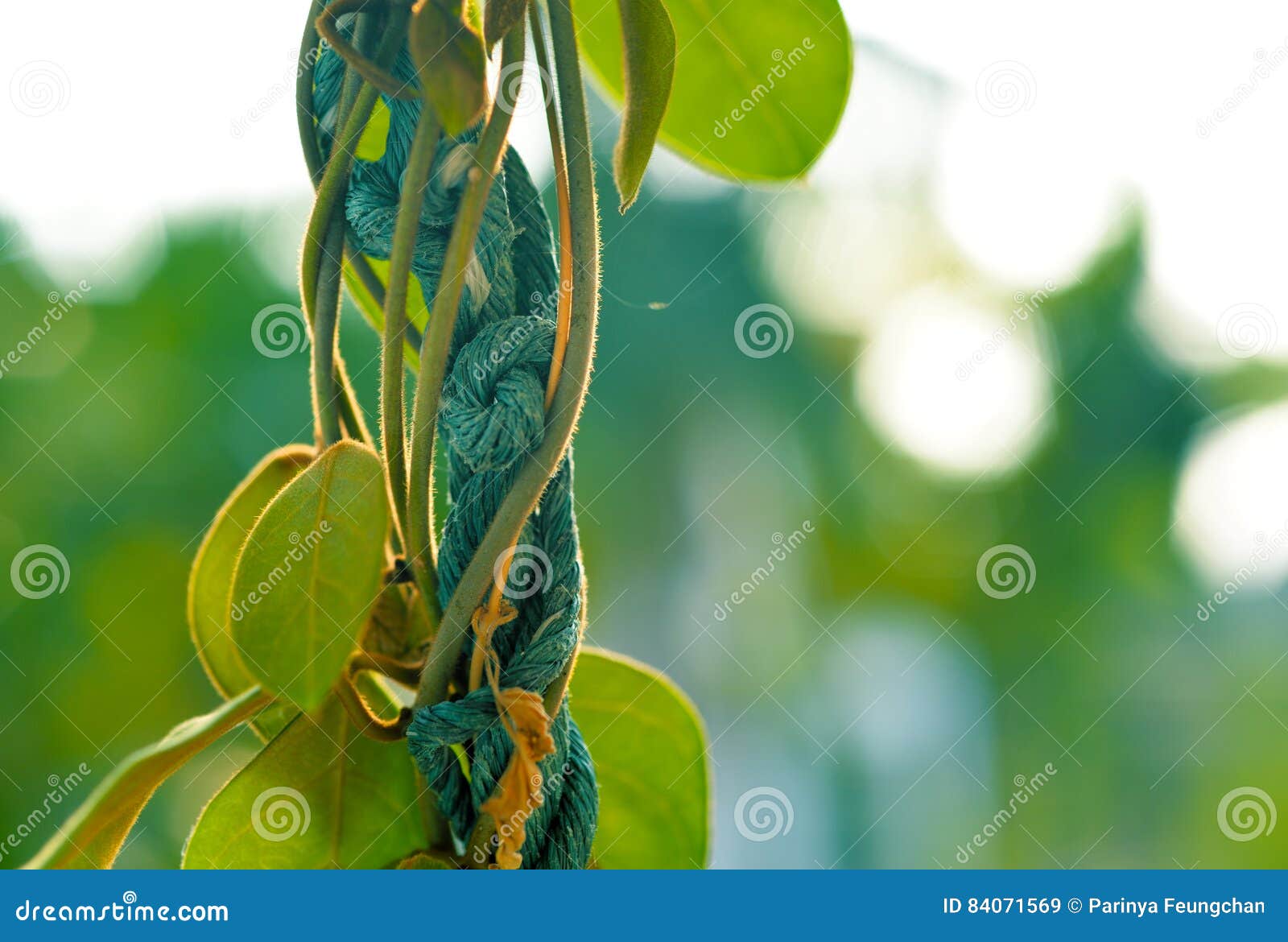 Closeup Tropical Vine on Rope Stock Image - Image of closeup, natural ...
