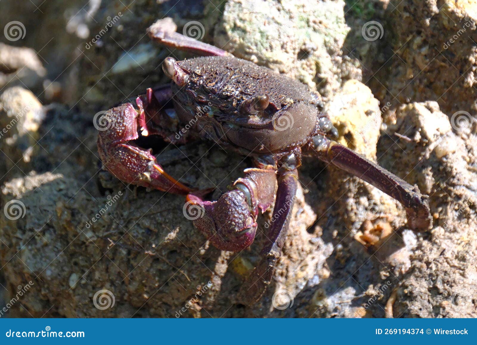 Closeup of a True Crab Crawling on a Rocky Ground Stock Photo - Image ...