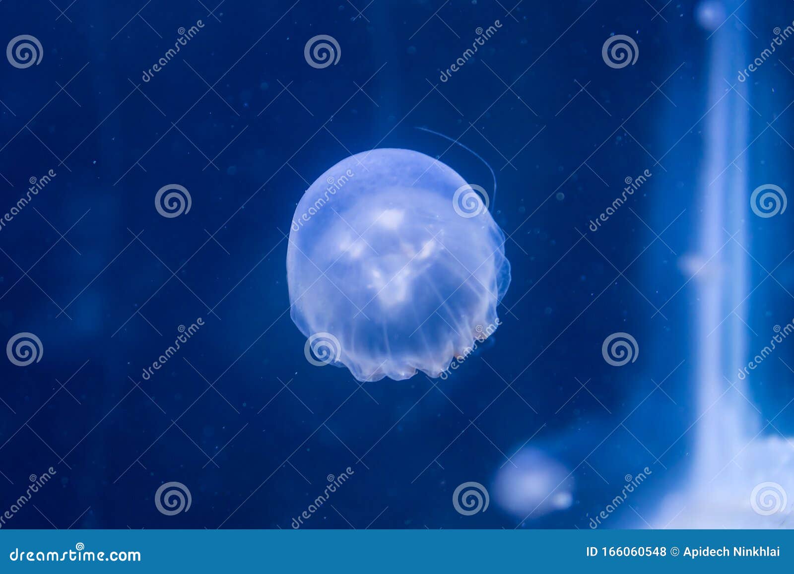 Closeup of true jellyfish stock photo. Image of swimming - 166060548