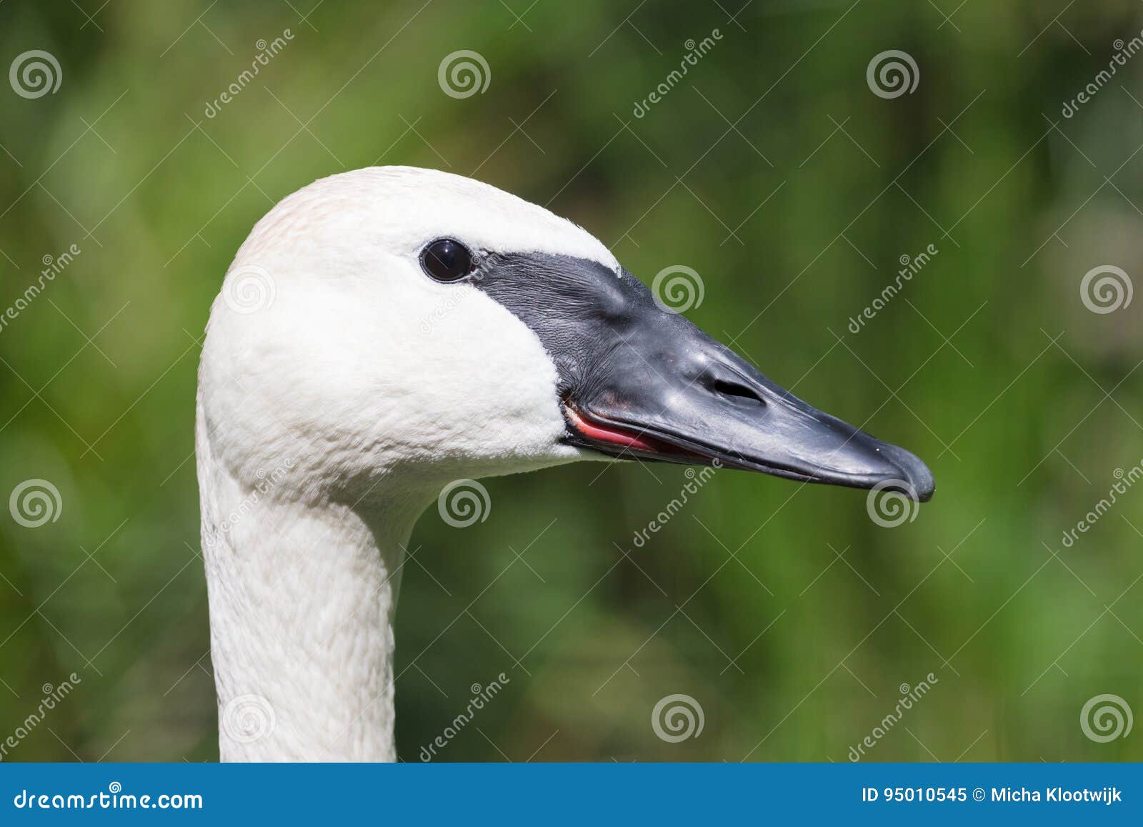 Closeup of a Trumpeter Swan Cygnet Stock Image - Image of outdoors ...