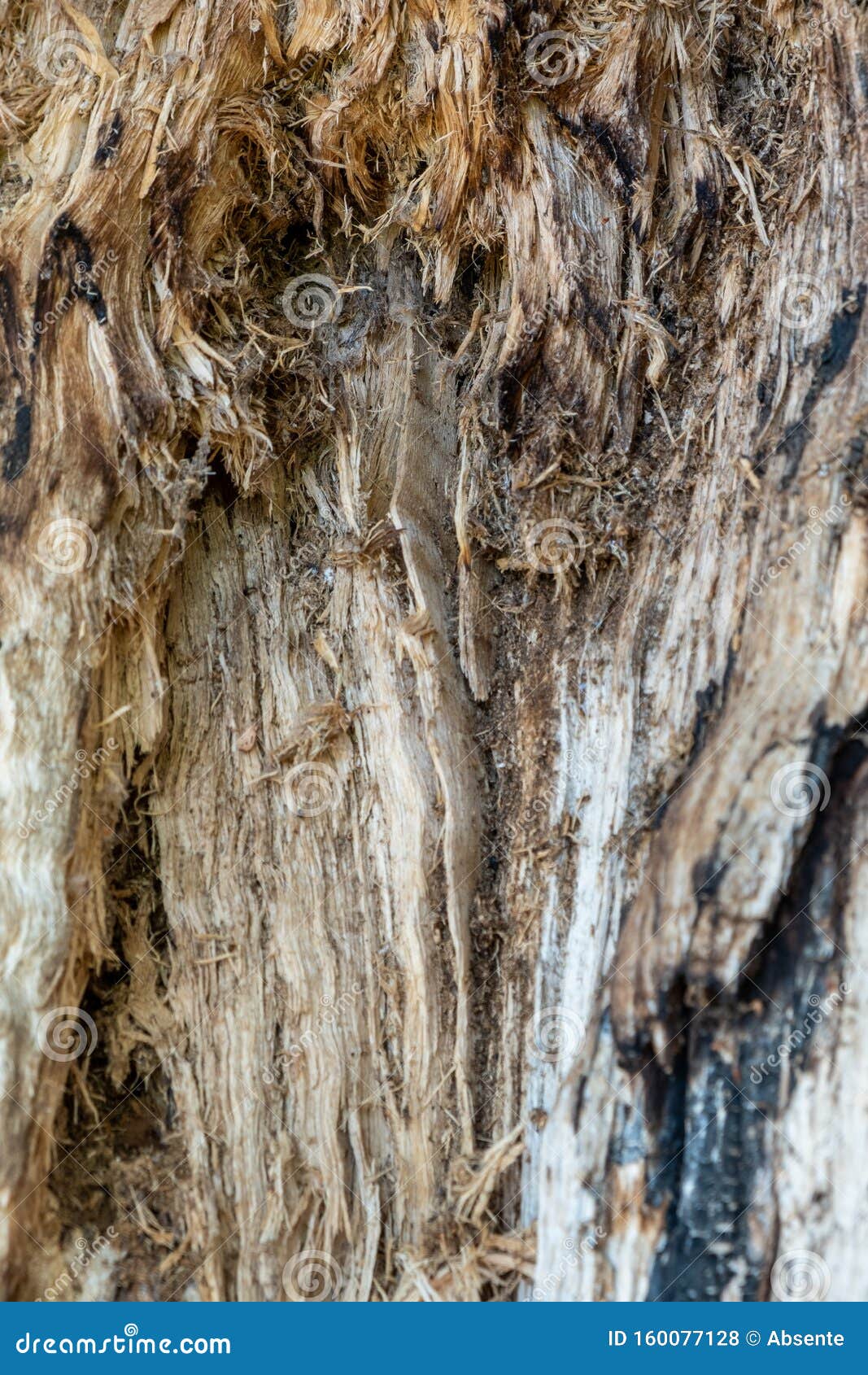 Closeup of the Trunk of a Rough Tree Stock Photo - Image of detail ...