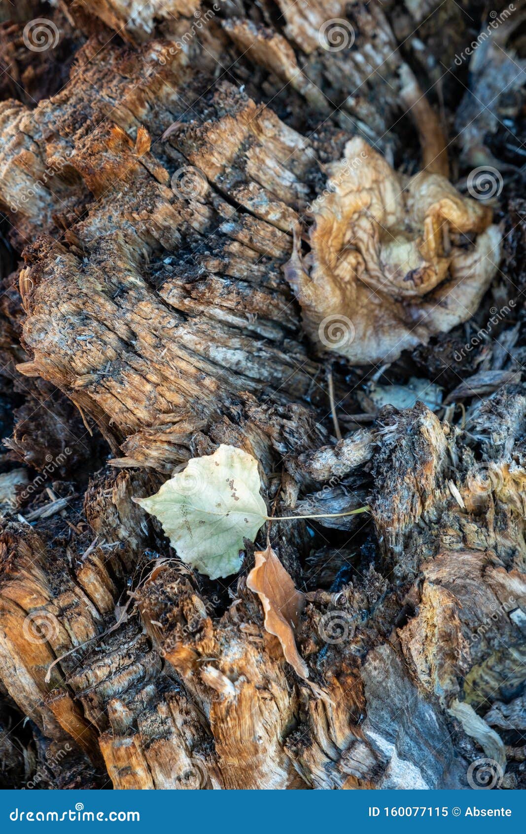 Closeup of the Trunk of a Rough Tree Stock Image - Image of closeup ...