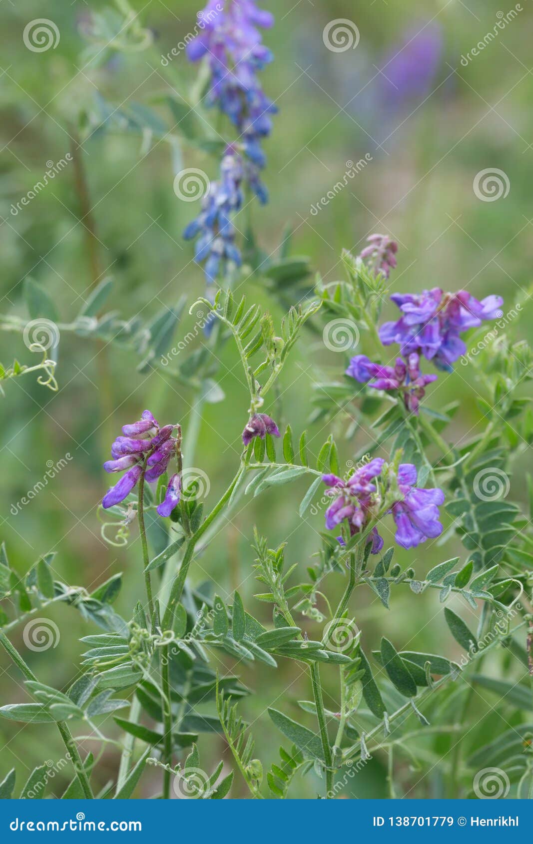 Tufted vetch, Vicia cracca stock image. Image of closeup - 138701779